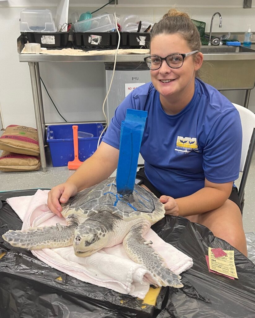 Track our Turtles - Institute for Marine Mammal Studies Inc.