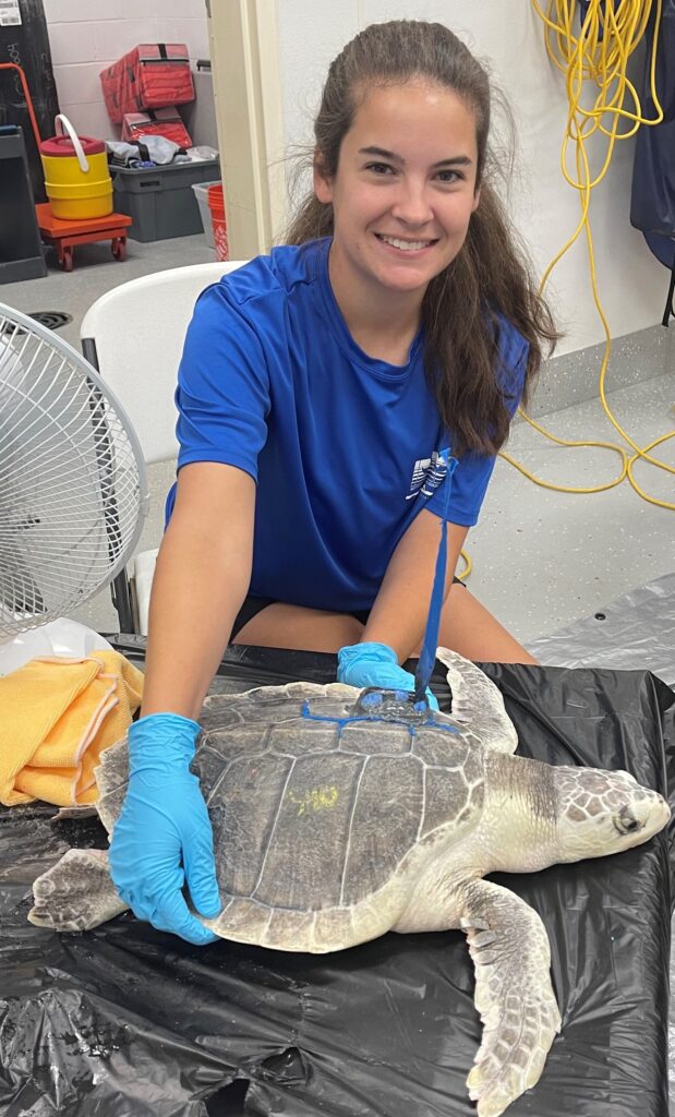 Track our Turtles - Institute for Marine Mammal Studies Inc.